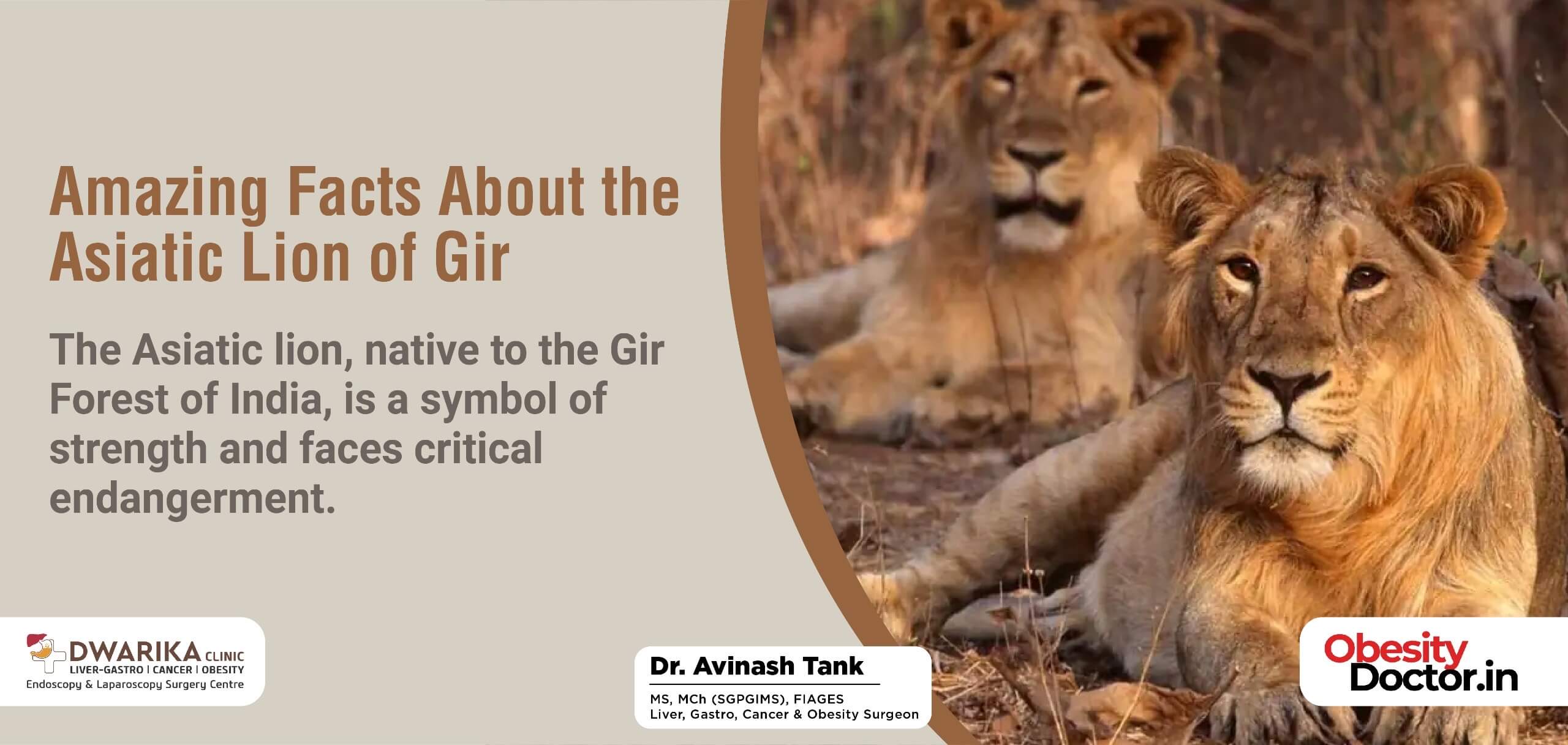 Amazing Facts About the Asiatic Lion of Gir - Dr AvinashTank, is a ...